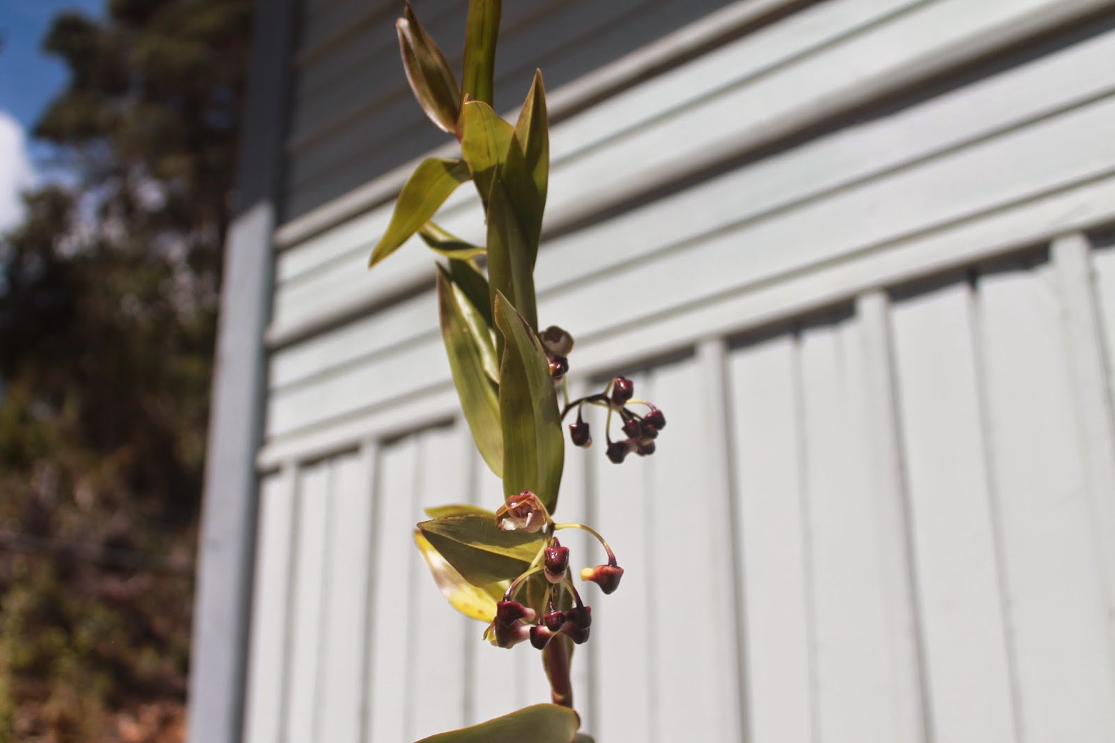 Bunga Papua Terlengkap | Budaya Papua