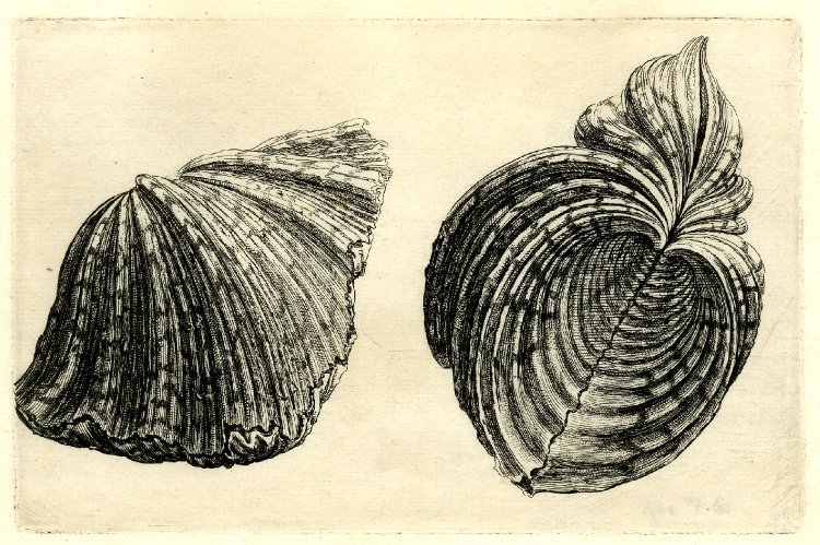 Spencer Alley: Sea Shell Proofs by Wenceslaus Hollar