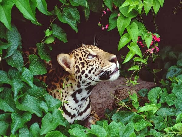 Historia de la región limítrofe Sur Morelos y Puebla: Tecuanes. Una ...
