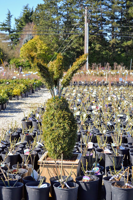 The Outlaw Gardener: Kent East Hill Nursery: Off to a Great Start!