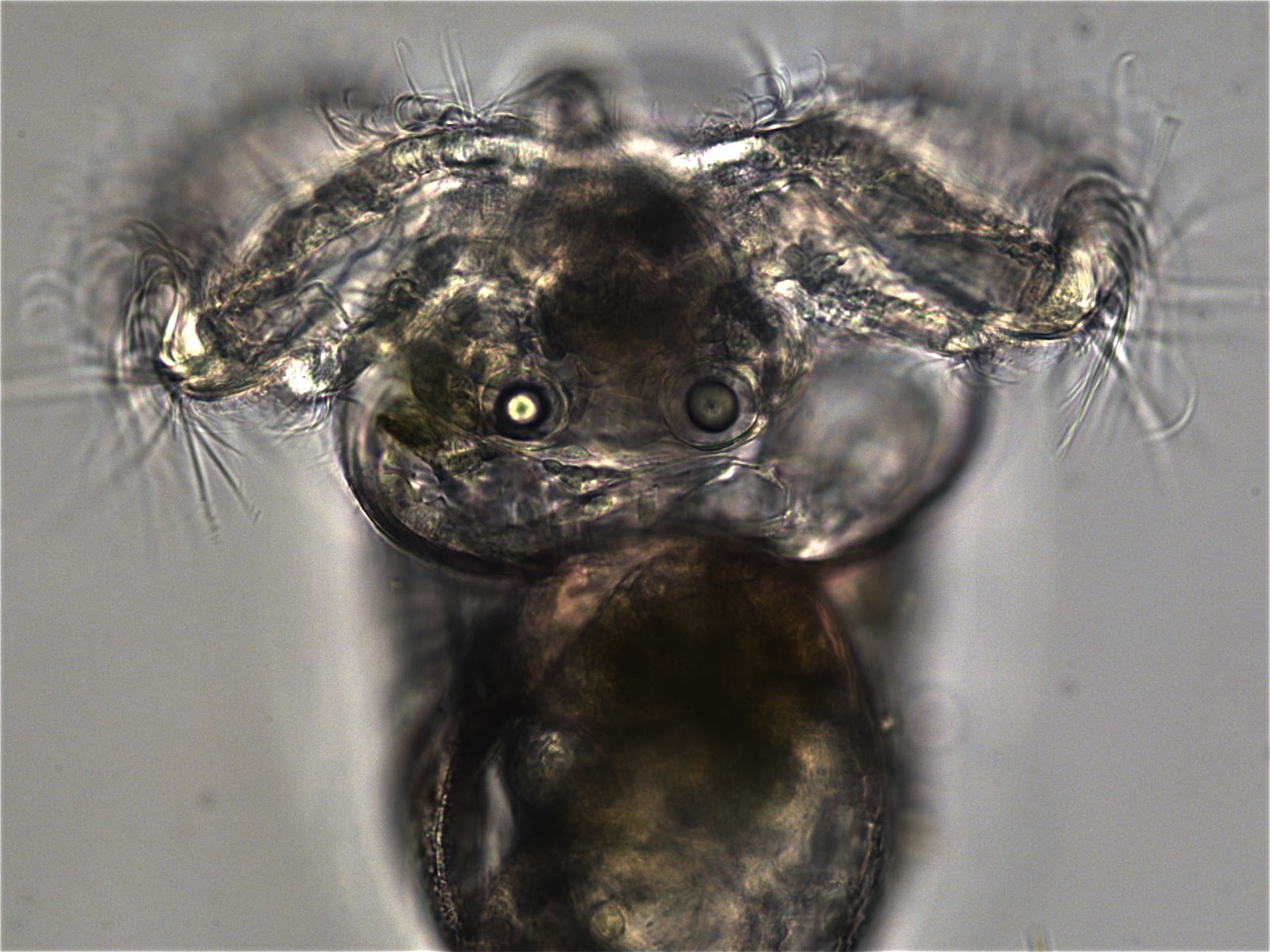 Invertebrate Embryology