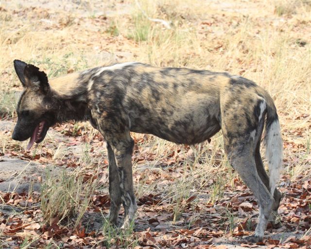 African bush trips. Thoughts on the film Inception.: Moremi & Okavango ...