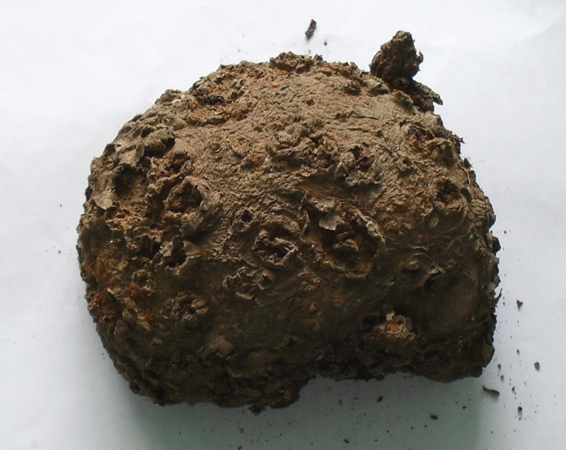 Blue Sky: The Plant With a Strange Name - Elephant foot Yam