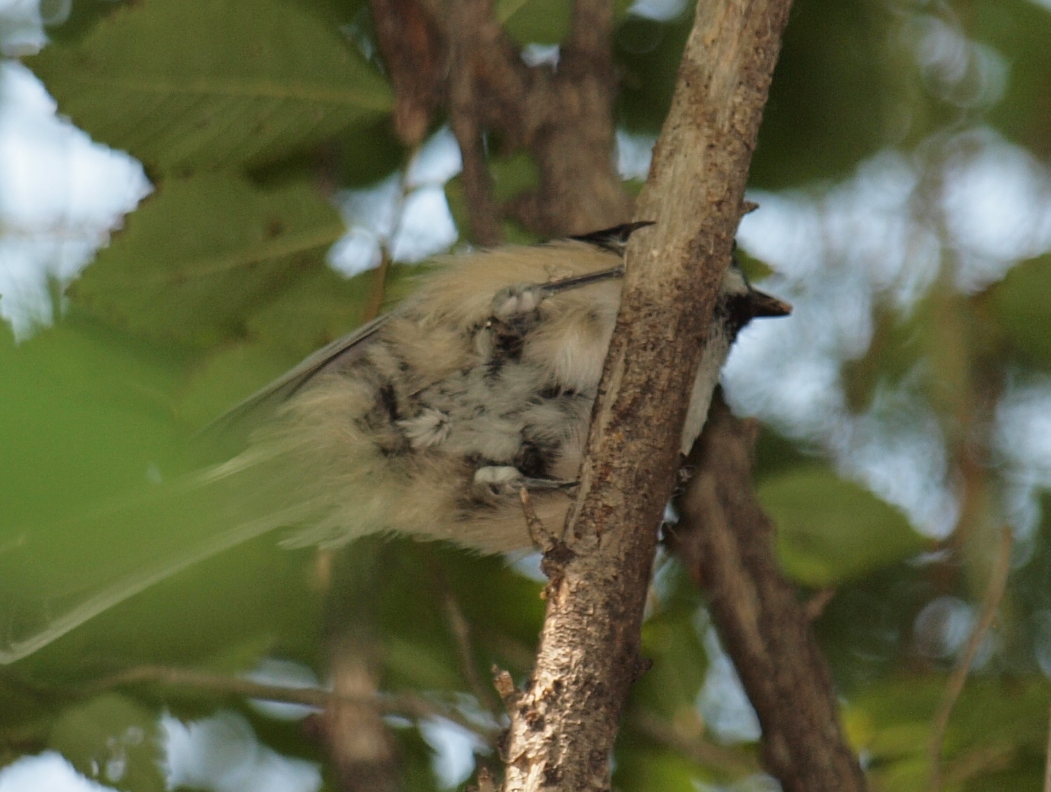 Birding Is Fun!: Bird Photo ID Contest revisited!