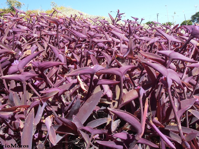 TRADESCANTIA MORADA: Tradescantia pallida | Plantas rioMoros