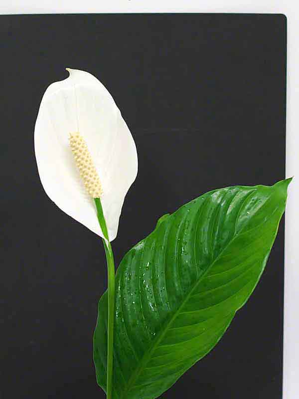 Ryukyu Life: Flower Photos and Facts: Peace Lily