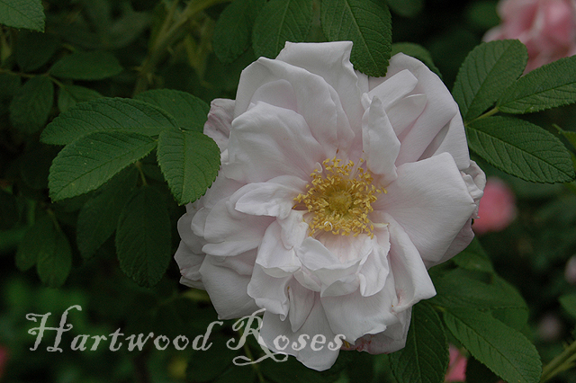Hartwood Roses: Flowers on Friday ... Full Bloom in a Friend's Garden