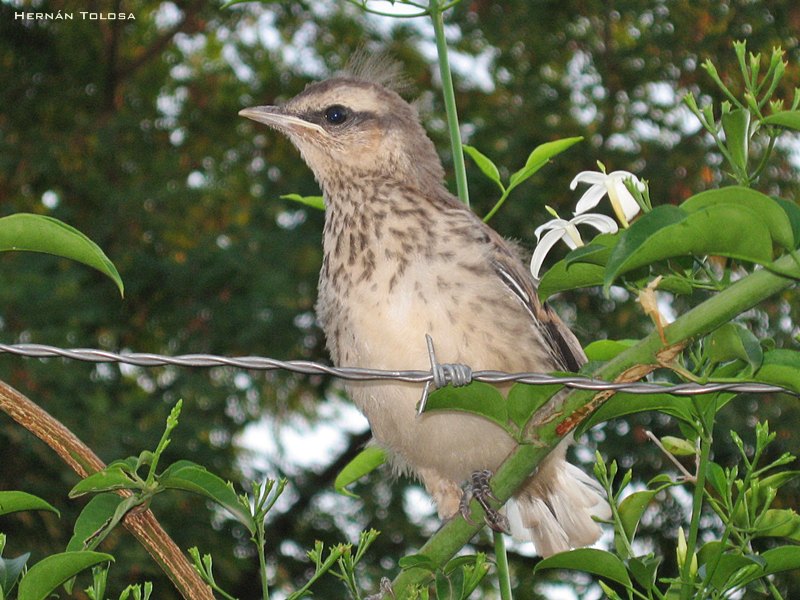 Aves de Argentina: Calandria grande (Mimus saturninus)