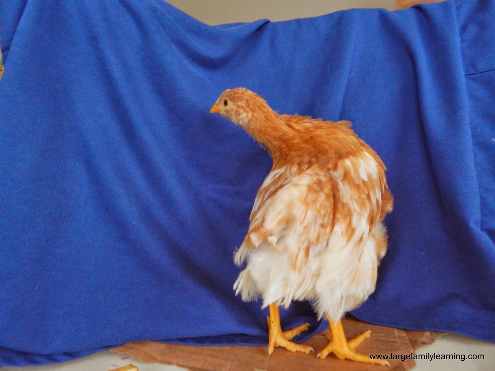 Large Family Learning : Raising Baby Chicks: 5 Weeks Old