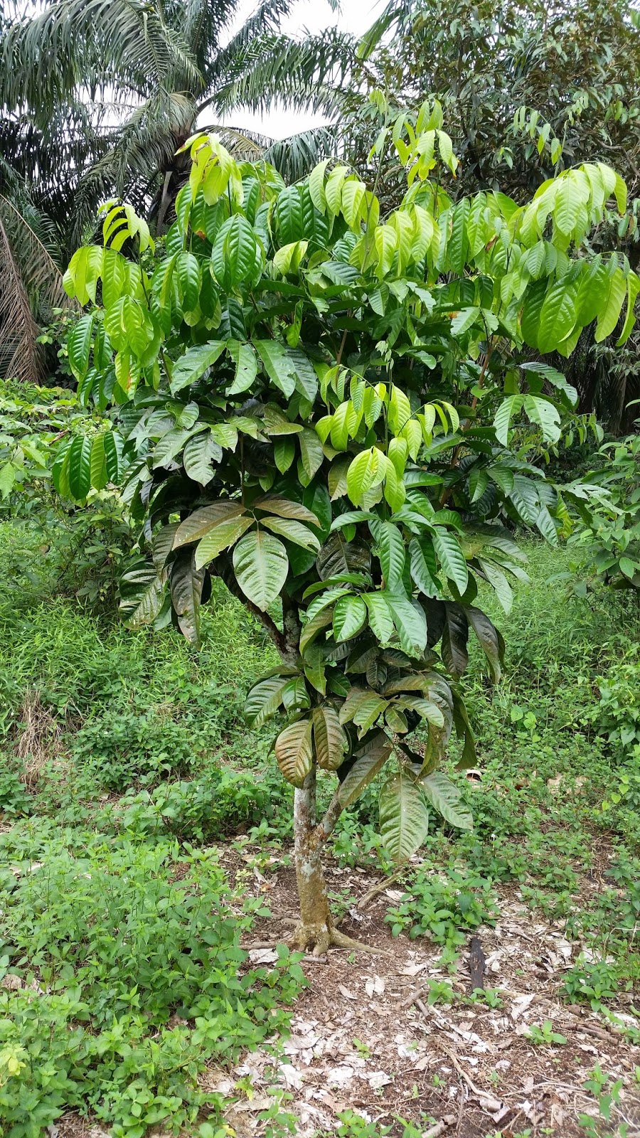 Warisan Petani: Anak Pokok Buah-buahan