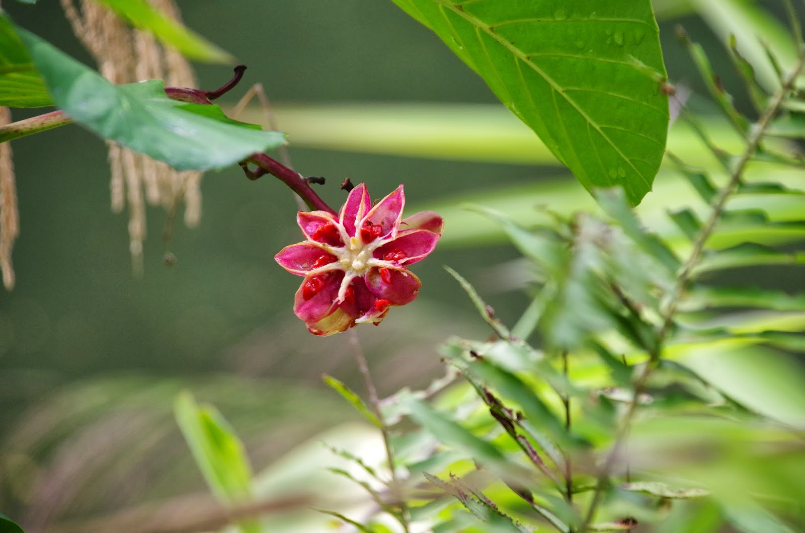 Trees and Plants: Simpoh Air