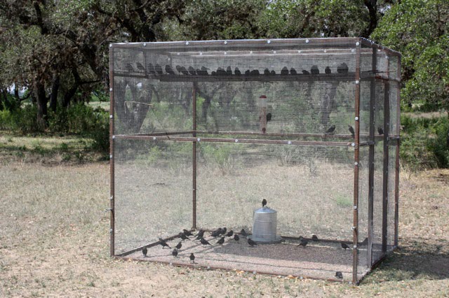 PLATEAU LAND AND WILDLIFE MANAGEMENT NEWS: COWBIRD TRAPPING UPDATE