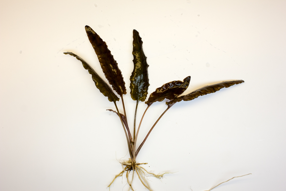 Криптокорины в России : Cryptocoryne Wendtii (Криптокорина Вендта)