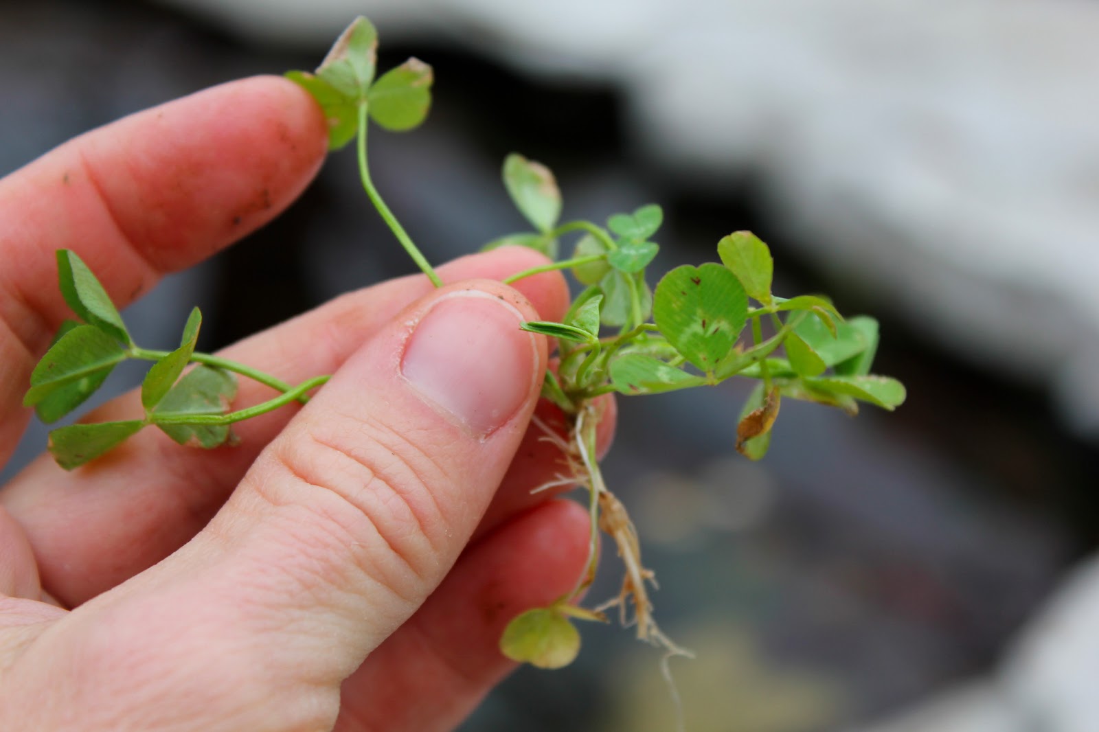 Biological Thinking: Looking Over Clover