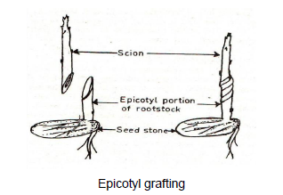 Epicotyl (Stone) Grafting