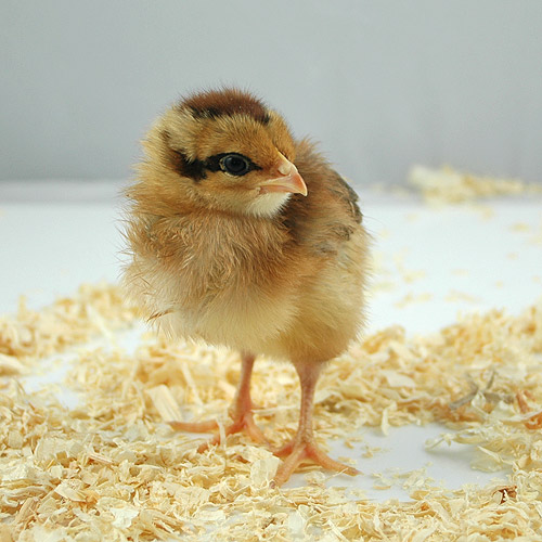 The Blue Between: Two Week Old Chickens