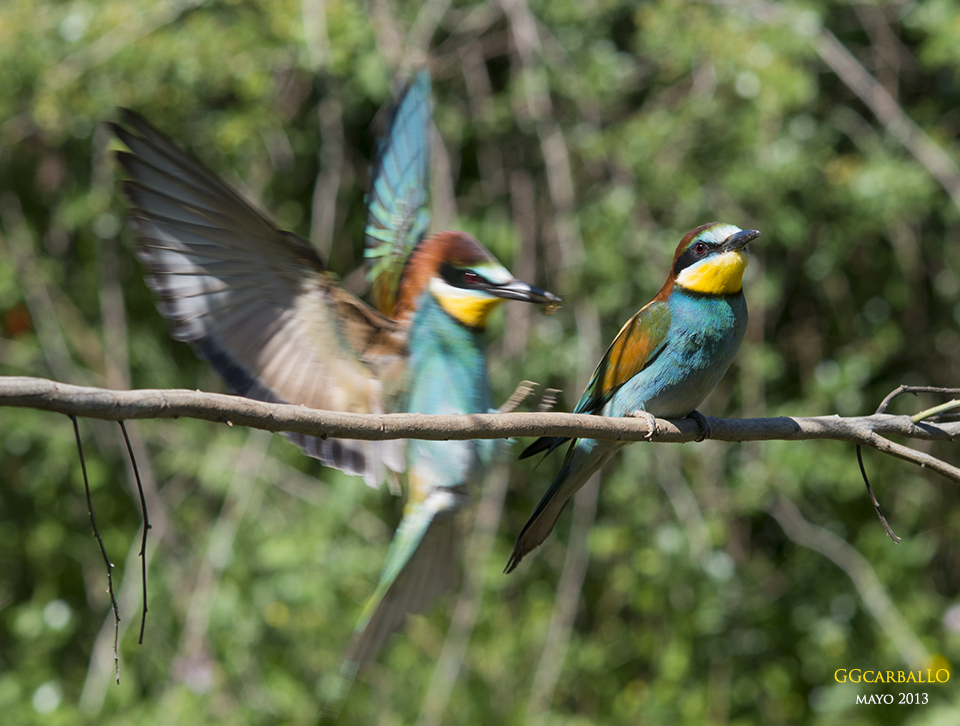 NATU-FOTO: ABEJARUCOS