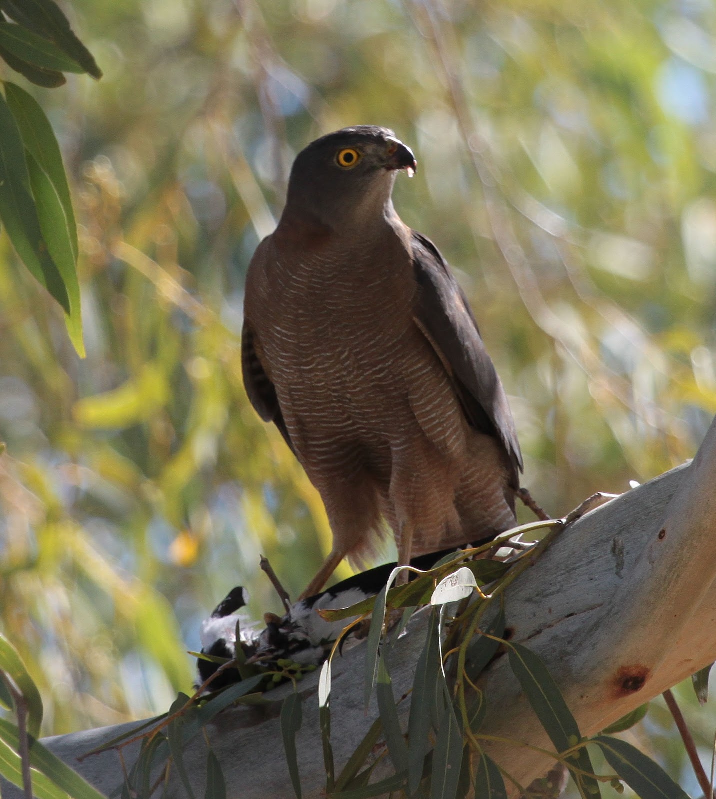 Richard Waring's Birds of Australia: Birds of Prey photos from Alice ...