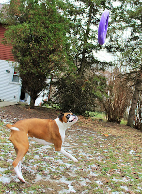 Dog Madness: Puller An Unique Interactive Training Device For A Healthy ...