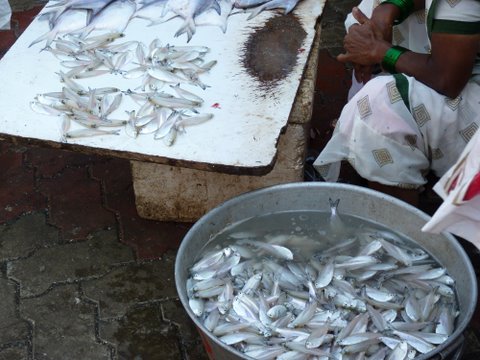 Rushina Munshaw Ghildiyal: A Fishing trip ! To Mahims City Lights Fish ...