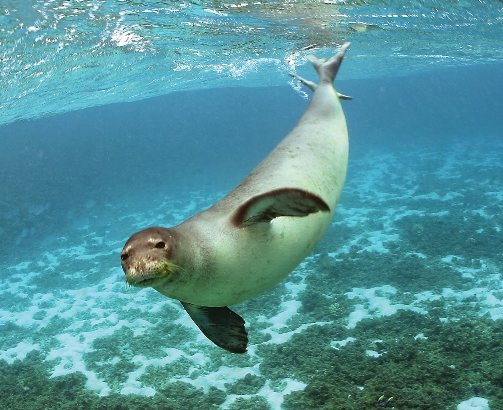 Archipiélago de Hawaii: Fauna y Flora