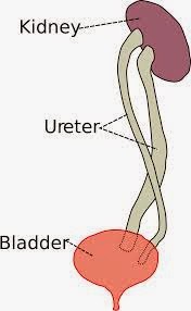 Penghijrahan Kini Bermula: SISTEM URINARI (SAINS SUKAN)