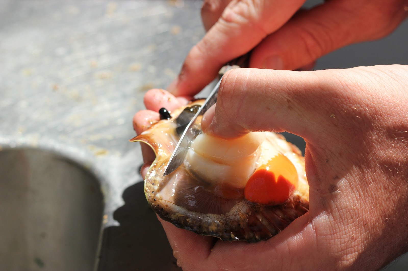 Cooking with Carina: How to shuck a scallop