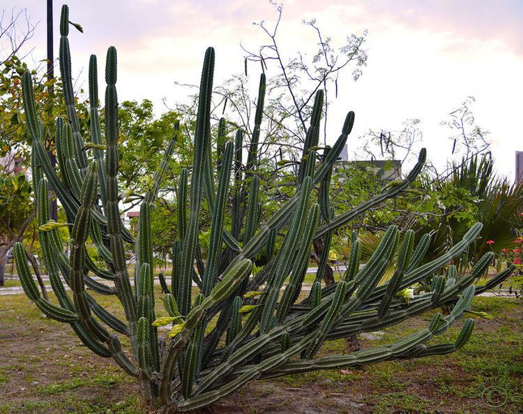 Mandacaru (Cereus jamacaru)