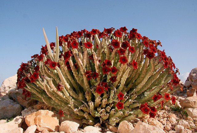 Socotra's Amazing Flora