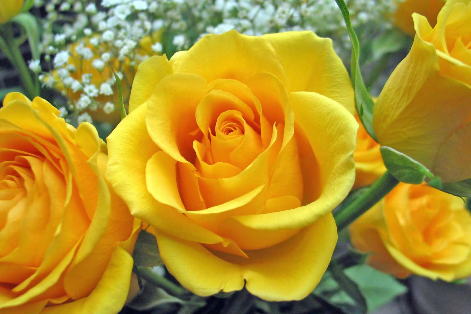 Yellow Wallpaper: Yellow Rose HD Wallpaper Download Free