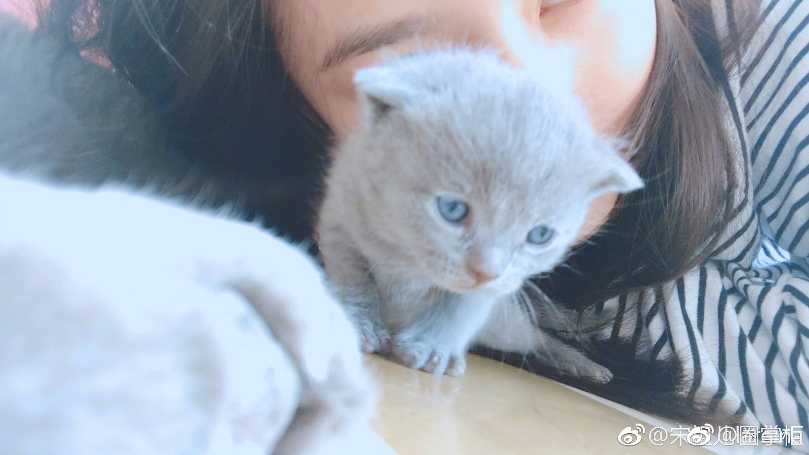 weibo go: Song Zu’er has 3 dogs and 5 cats