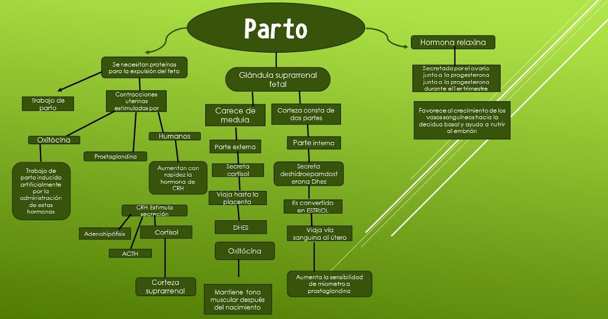 Fisiología Medica : Parto. El parto humano, también llamado nacimiento ...