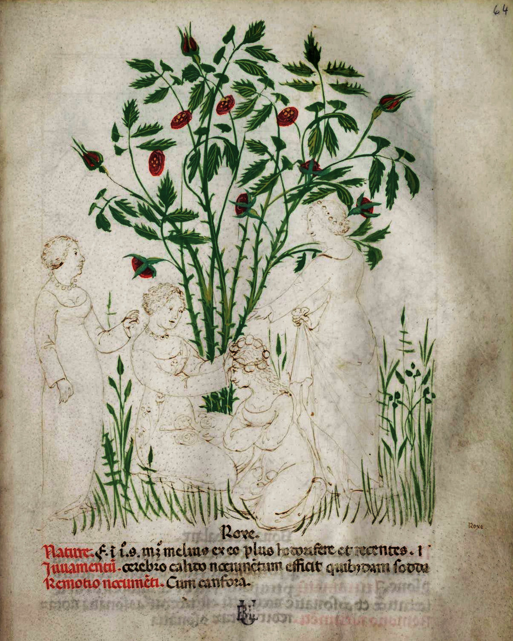 viridis green: Liège Tacuinum Sanitatis – Roxe / Roses