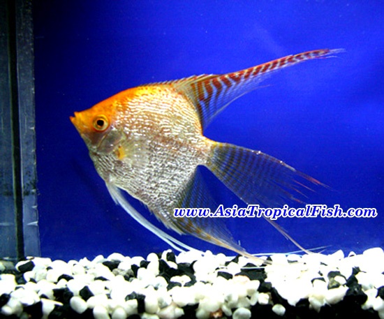 Aquarium Fish Store: Aquarium Fish Thailand - Angel Fish