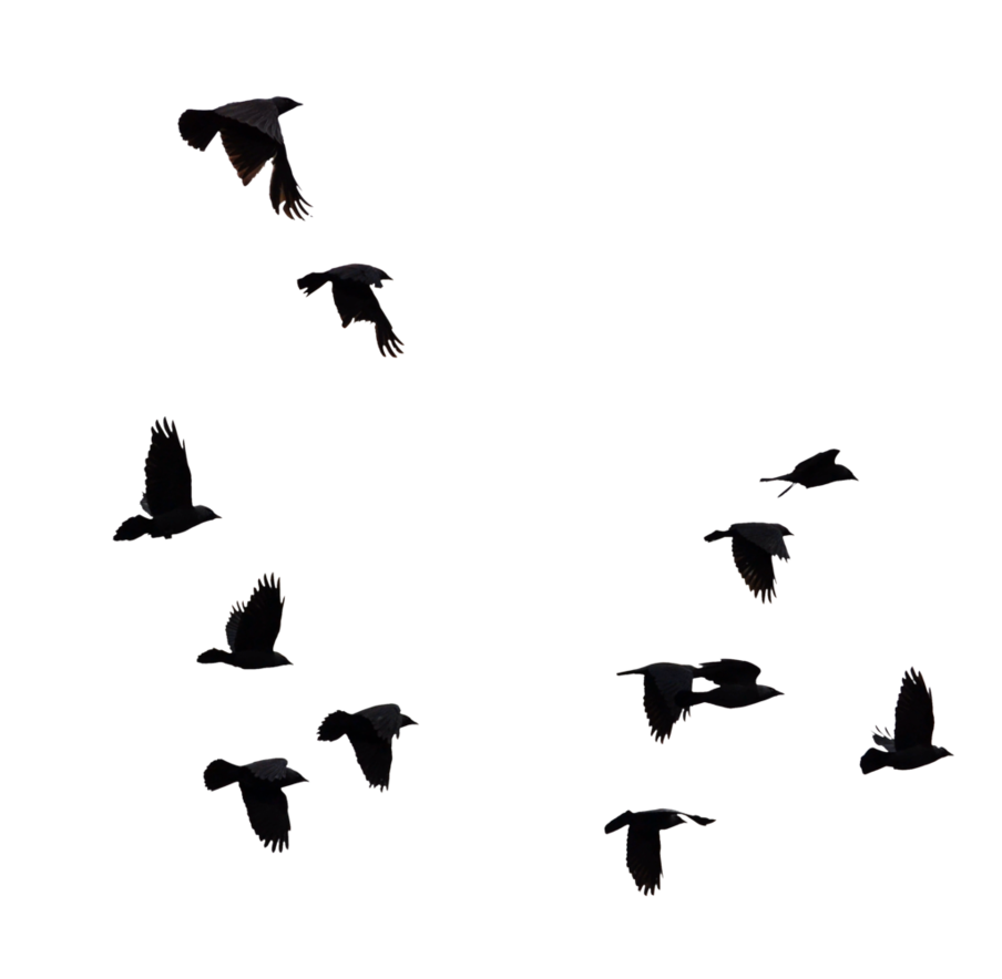 PRINCE EDITX: BIRD EFFECT PNG BY ME...!! 💙💙