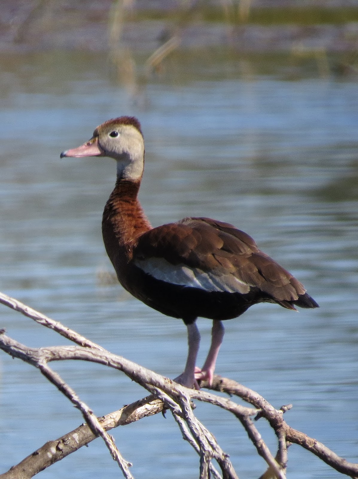 SE Texas Birding & Wildlife Watching: Valley Trip 1: Estero Llano