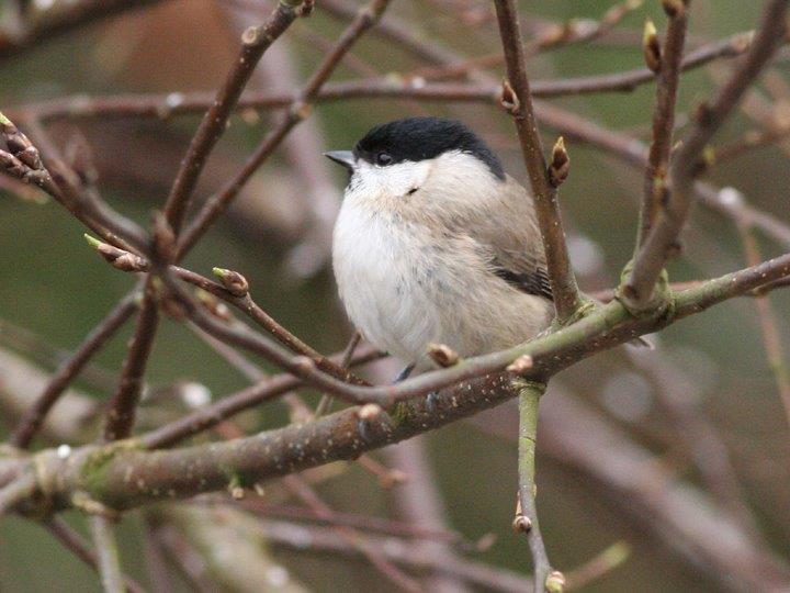 LyndonLomax: A few 'simple' birds from Cardigan yesterday - but great ...