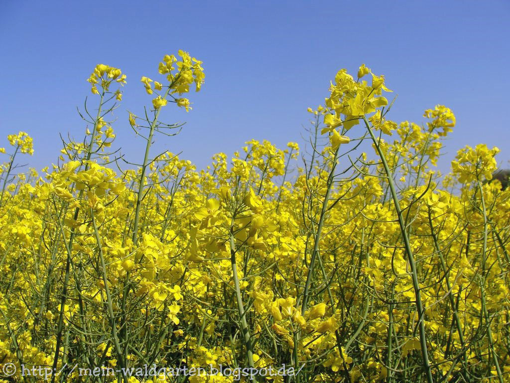 © Mein Waldgarten: Raps und Pollenallergie