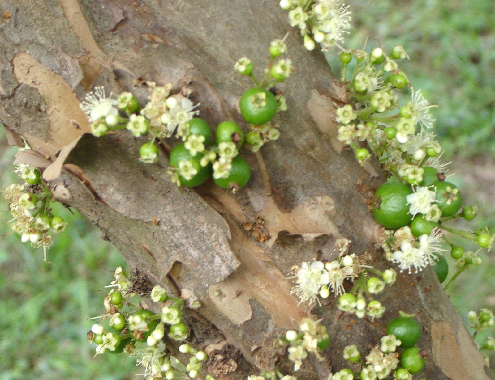 v e r d e c h a c o: Guapurú / Jaboticaba