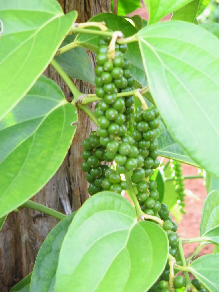 BERBAGI ILMU HEBAT UNTUK HIDUP DASYAT: Budidaya Tanaman Merica Yang ...