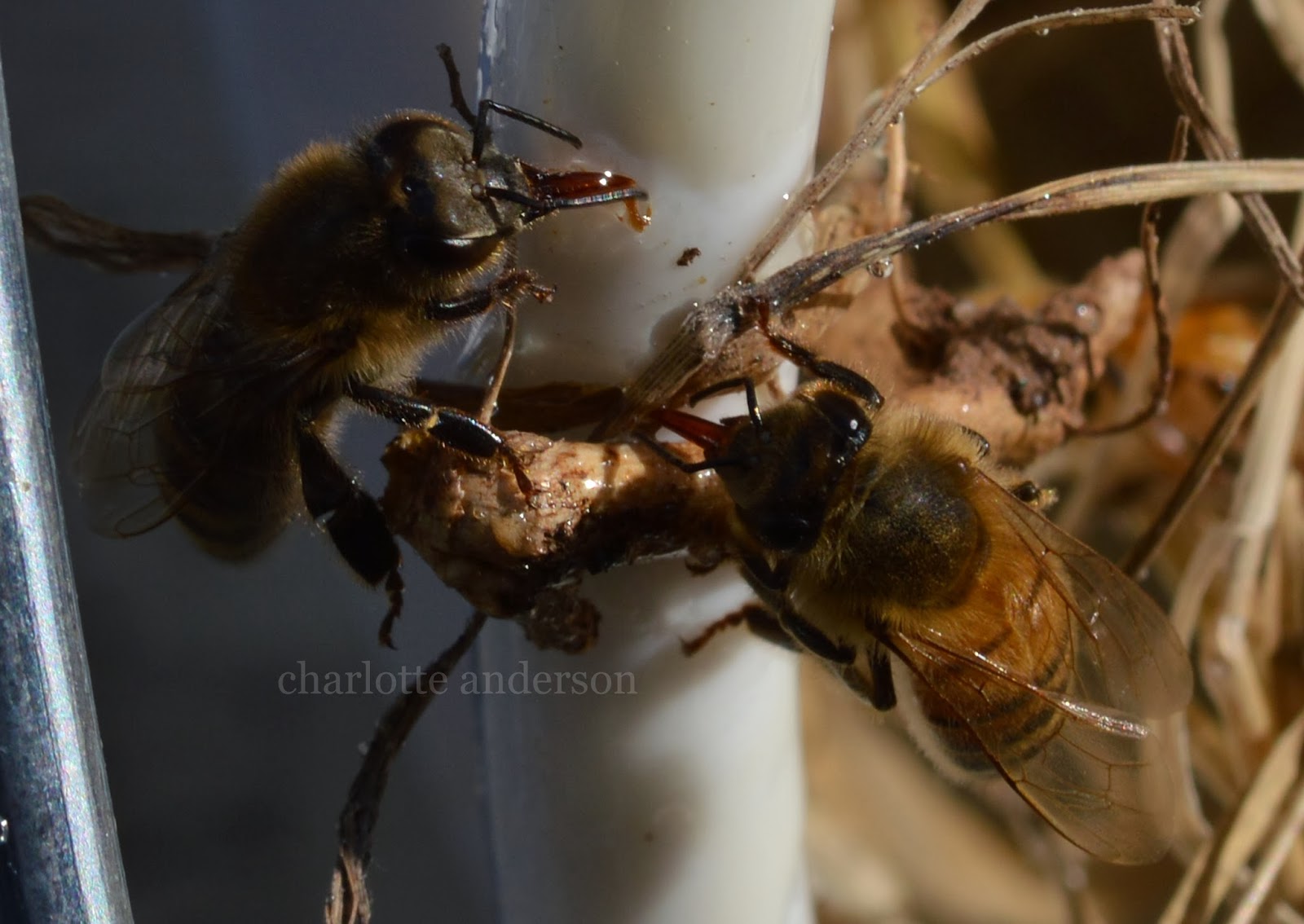 Carolina Honeybees - Pickens SC: bee tongue