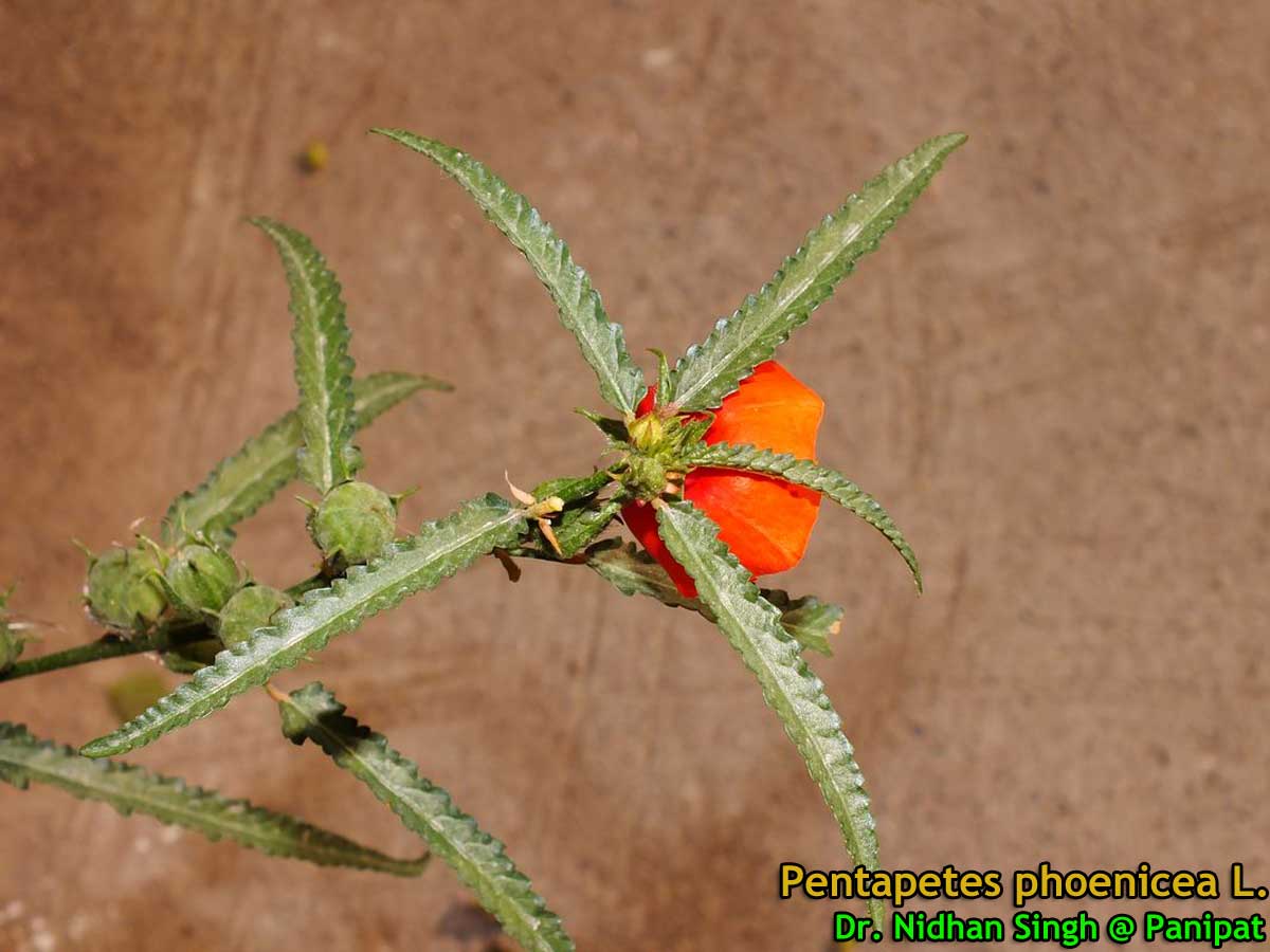 Medicinal Plants: Pentapetes phoenicea, bandhuka, goji-ka, flores de ...