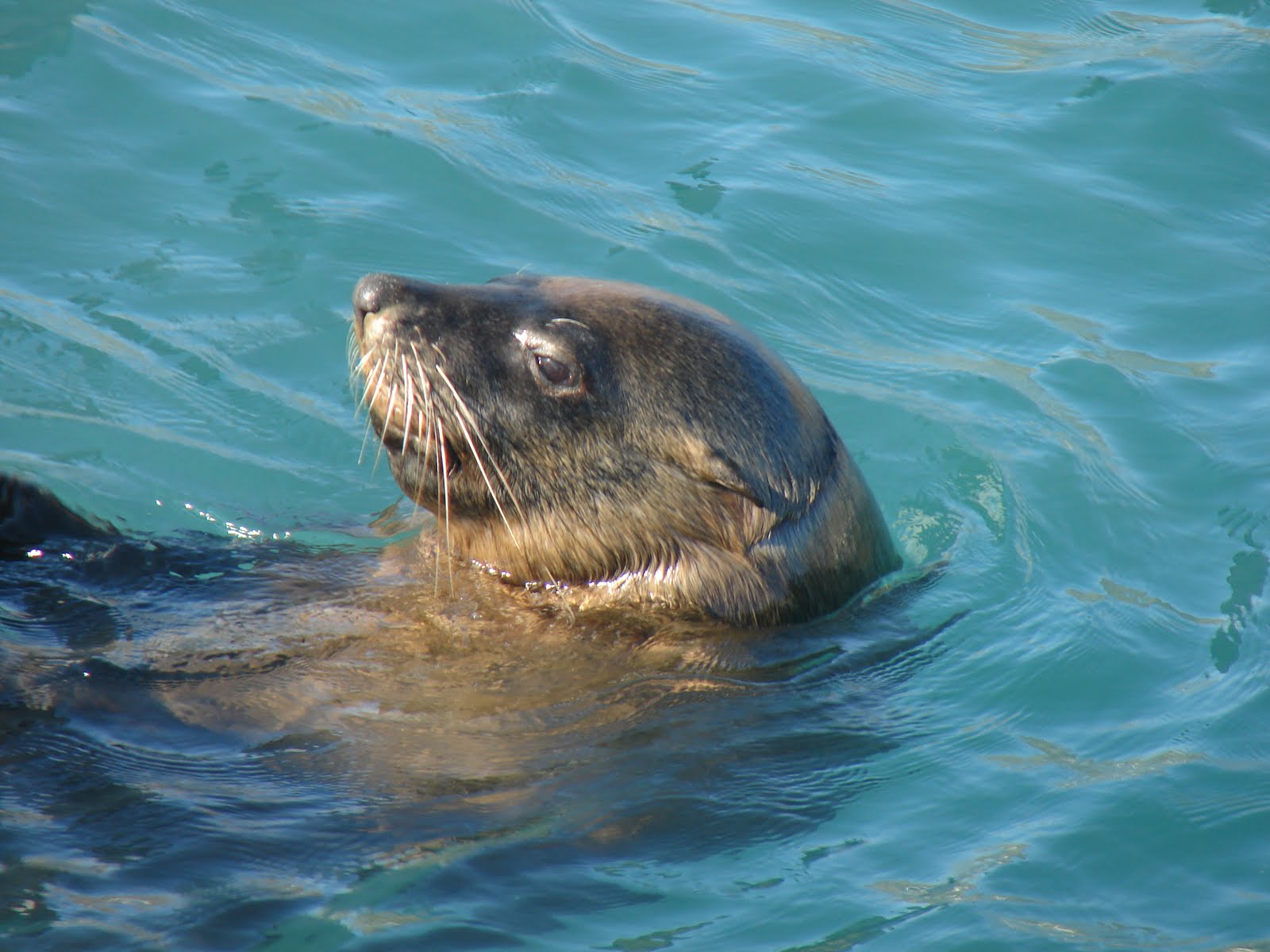 DISCOMBOB'S BLOG: Crazy baboons, slippery seals