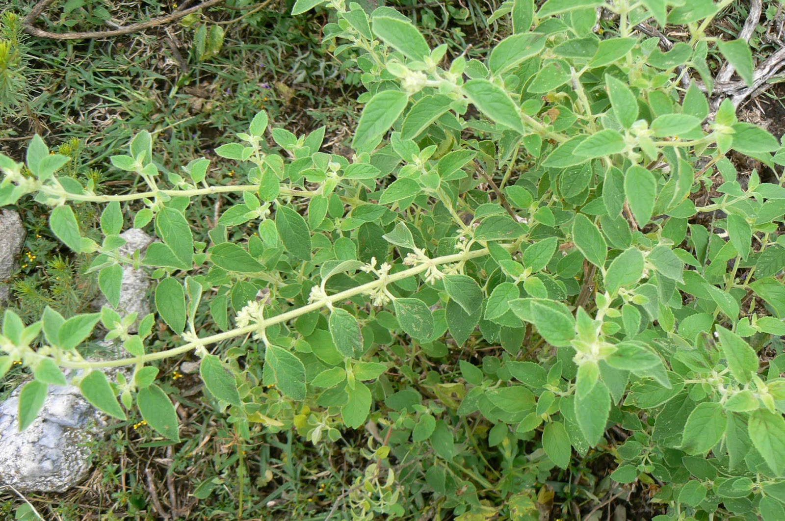 Veliterna Peperino Udine