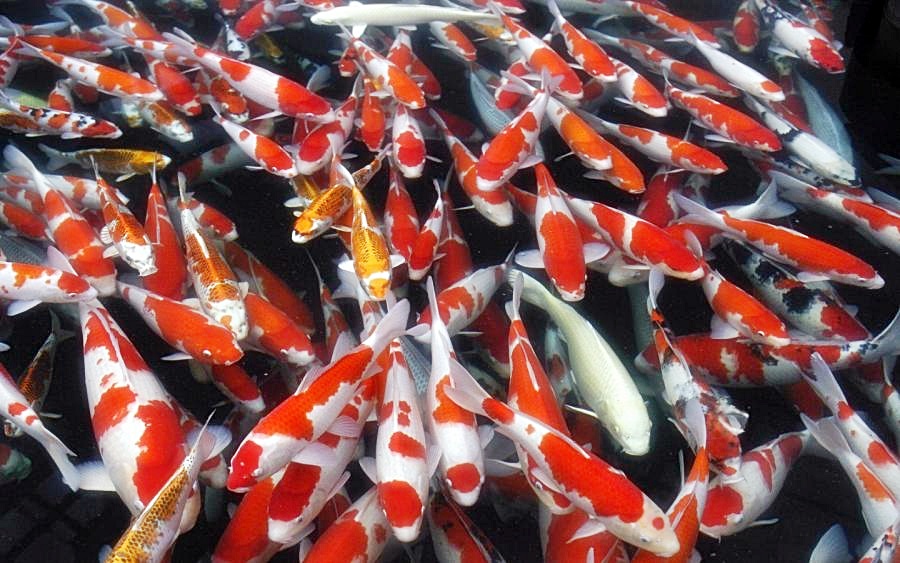 Mengenal Kualitas Ikan Koi ~ Dunia Air