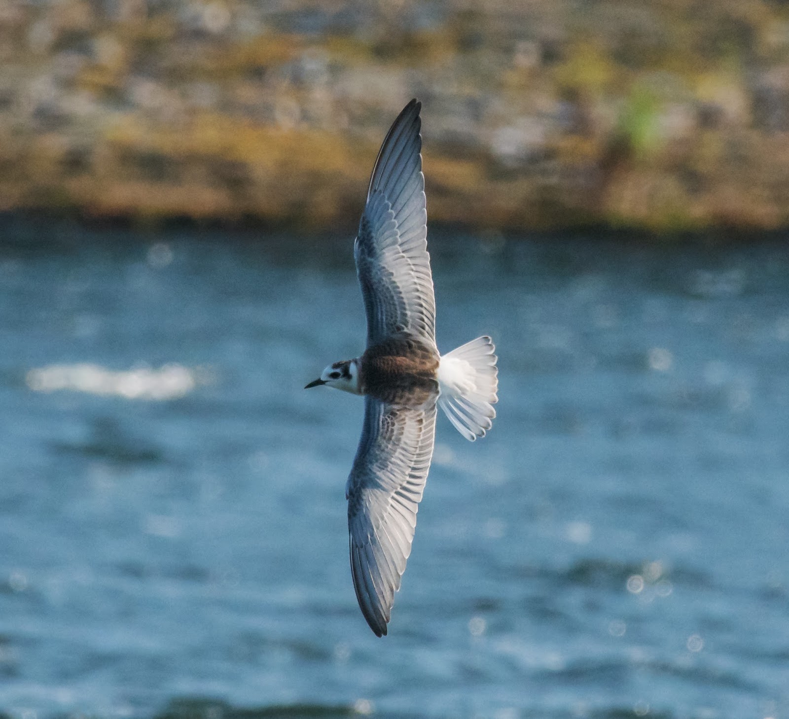 GeekTeacher's Birding Scrapbook: White-winged Black Tern at High Rid ...