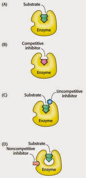 Competitive, uncompetitive and non competitive enzyme inhibitors ...