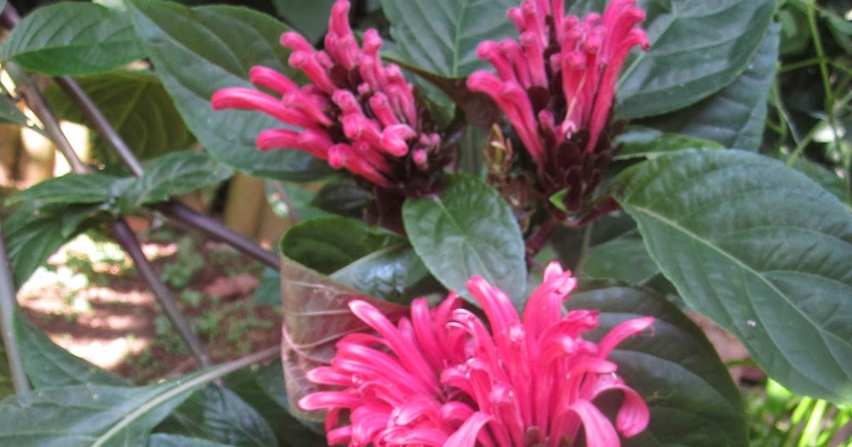 BAHCEMDEKİ SİHİR: JAKOBİNYA ( JAKOBİNİA-JUSTİCİA CARNEA )