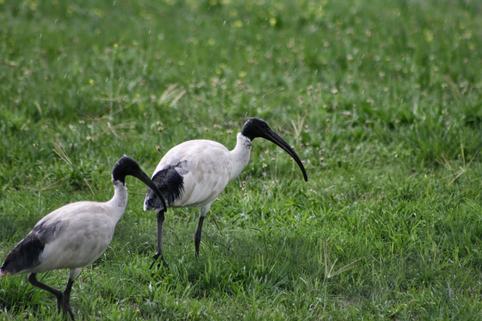 Australian Birds: CORRECTION (not a Straw-necked Ibis; an Australian ...