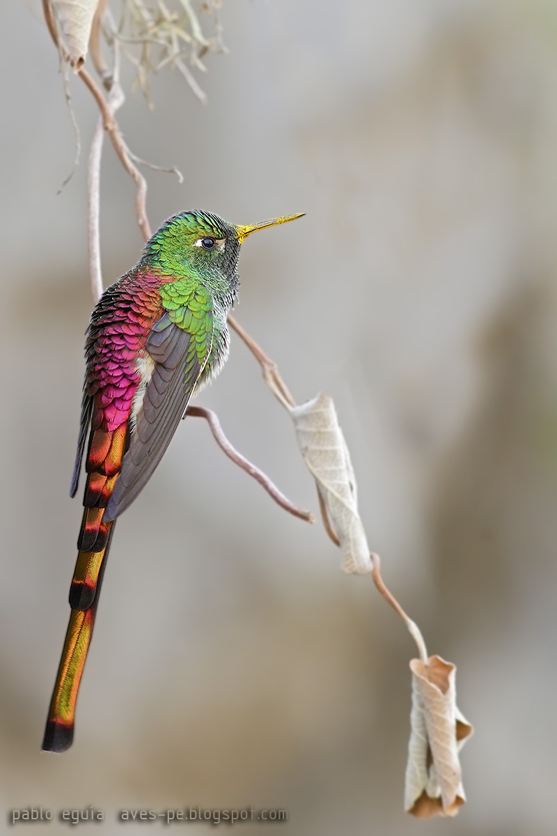 mis fotos de aves: Sappho sparganurus Picaflor Cometa Red-tailed Comet